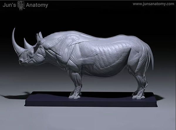 Black Rhino Anatomy model at 1/13th scale - flesh & superficial muscle ...