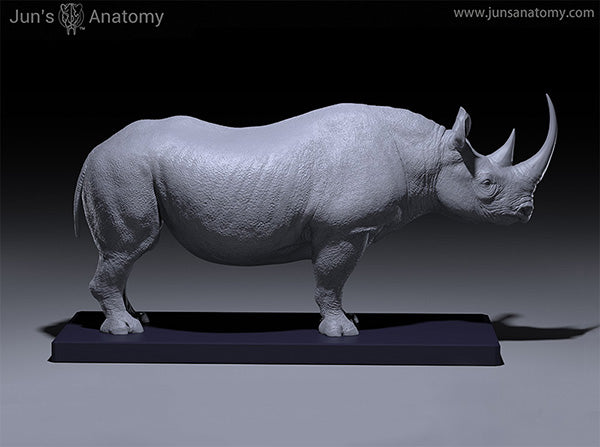 Black Rhino Anatomy model at 1/13th scale - flesh & superficial muscle ...