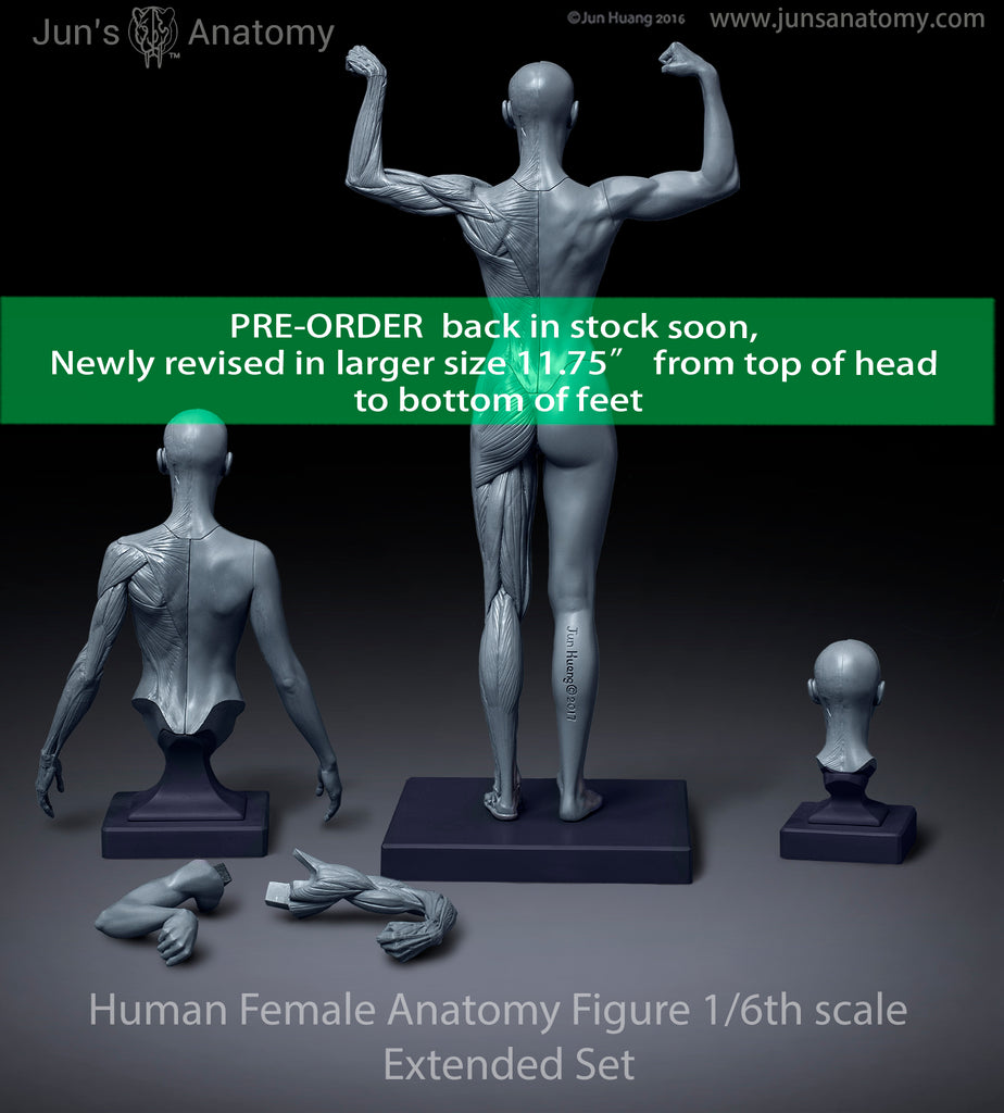 Human Female Anatomy Model 1/6th scale - Extended Set(newly revised in ...