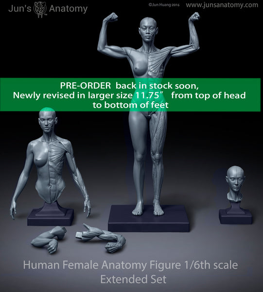 Human Female Anatomy Model 1/6th scale - Extended Set(newly revised in ...