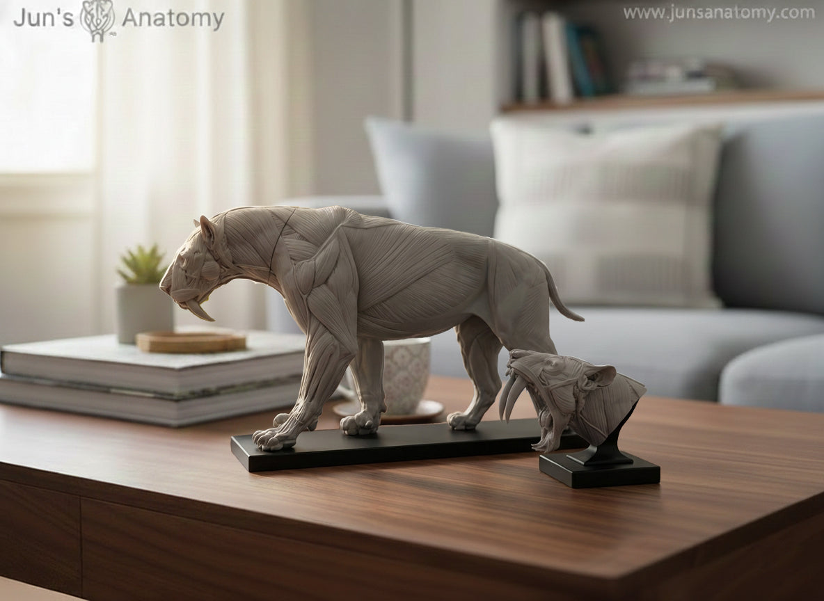 Smilodon Populator model, 1/6th scale - flesh & superficial muscle ...