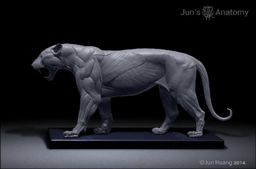 Tiger Anatomy Model open-mouth "Roar" head – Jun's anatomy