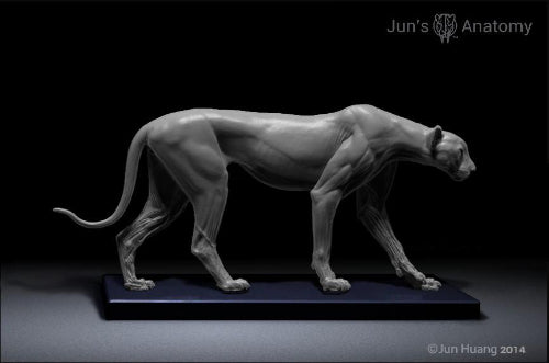 Cheetah Anatomy model 1/6th scale - flesh & superficial muscle – Jun's ...