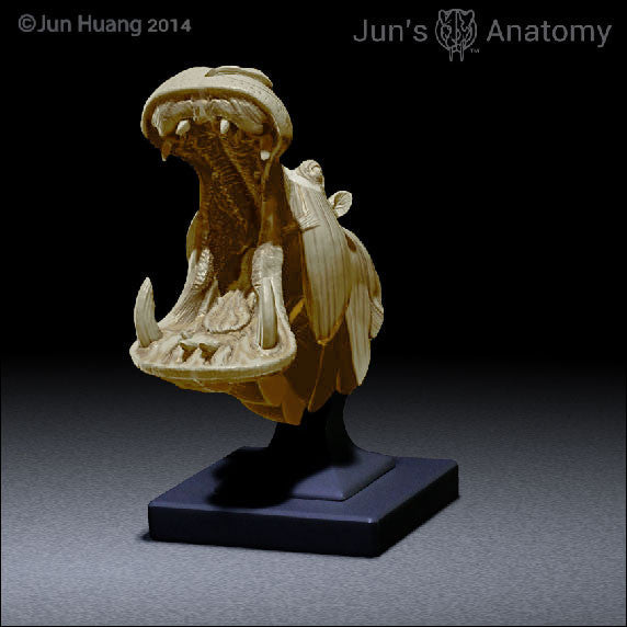 Hippopotamus Anatomy close-mouth head 1/16th - flesh & superficial mus ...