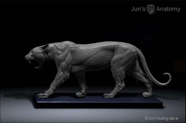 Leopard Anatomy model 1/6th scale - flesh & superficial muscle – Jun's ...